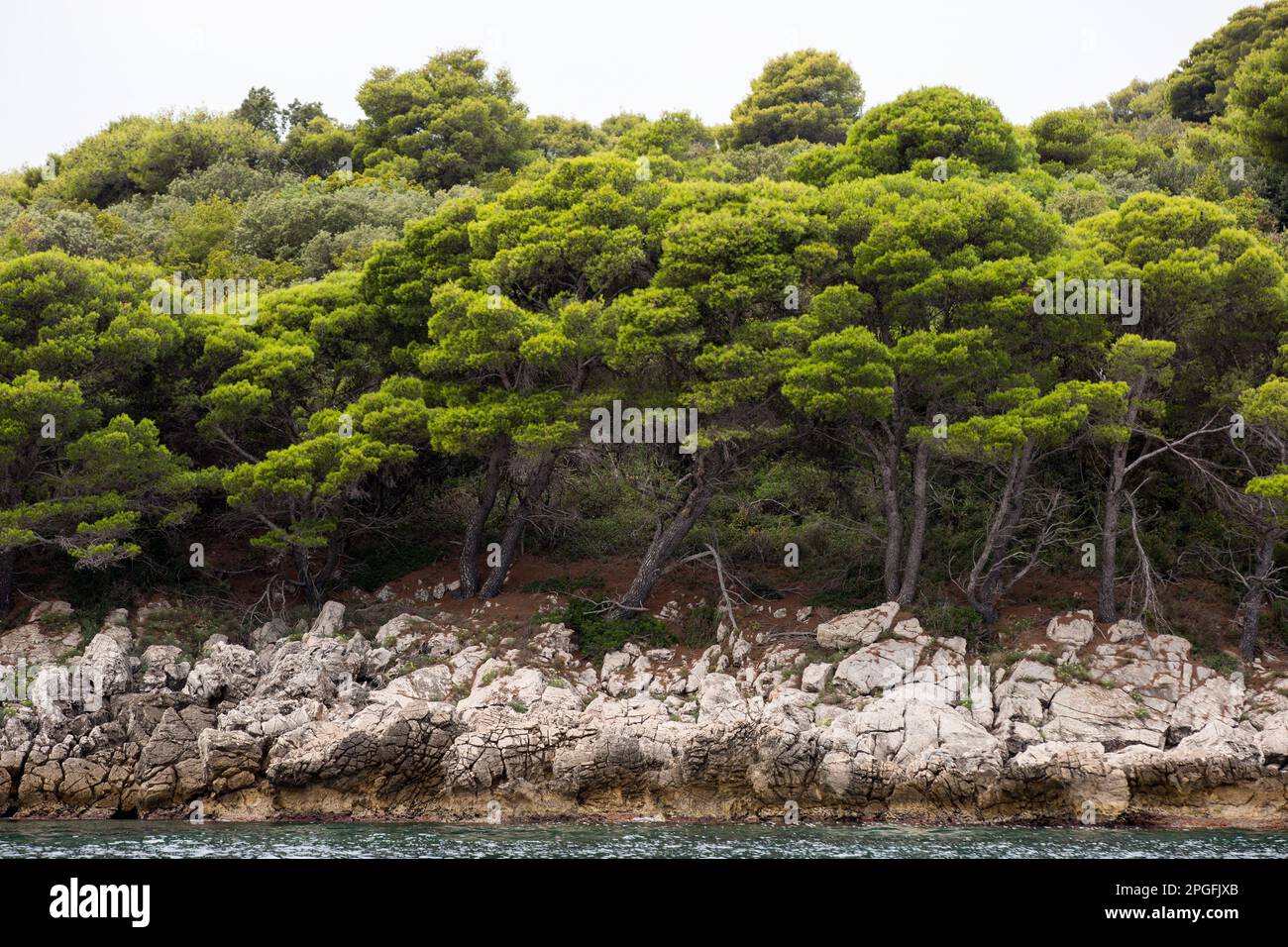 Stone pines (Pinus pinea) trees seen on the rocky shoreline in ...