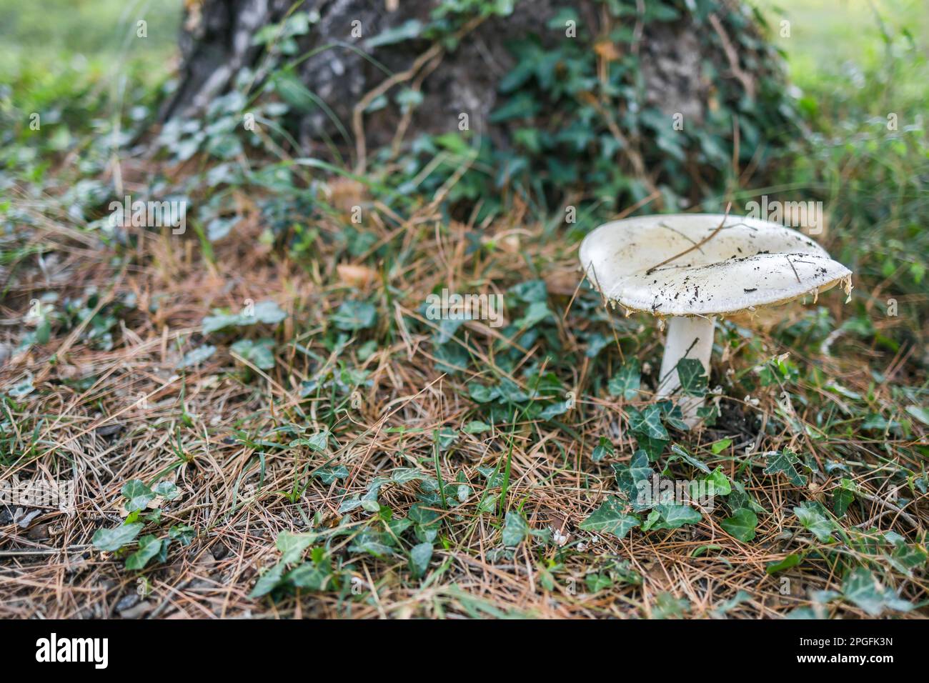 Ripe mushroom in summer forest scene. Mushroom macrophoto. Natural ...