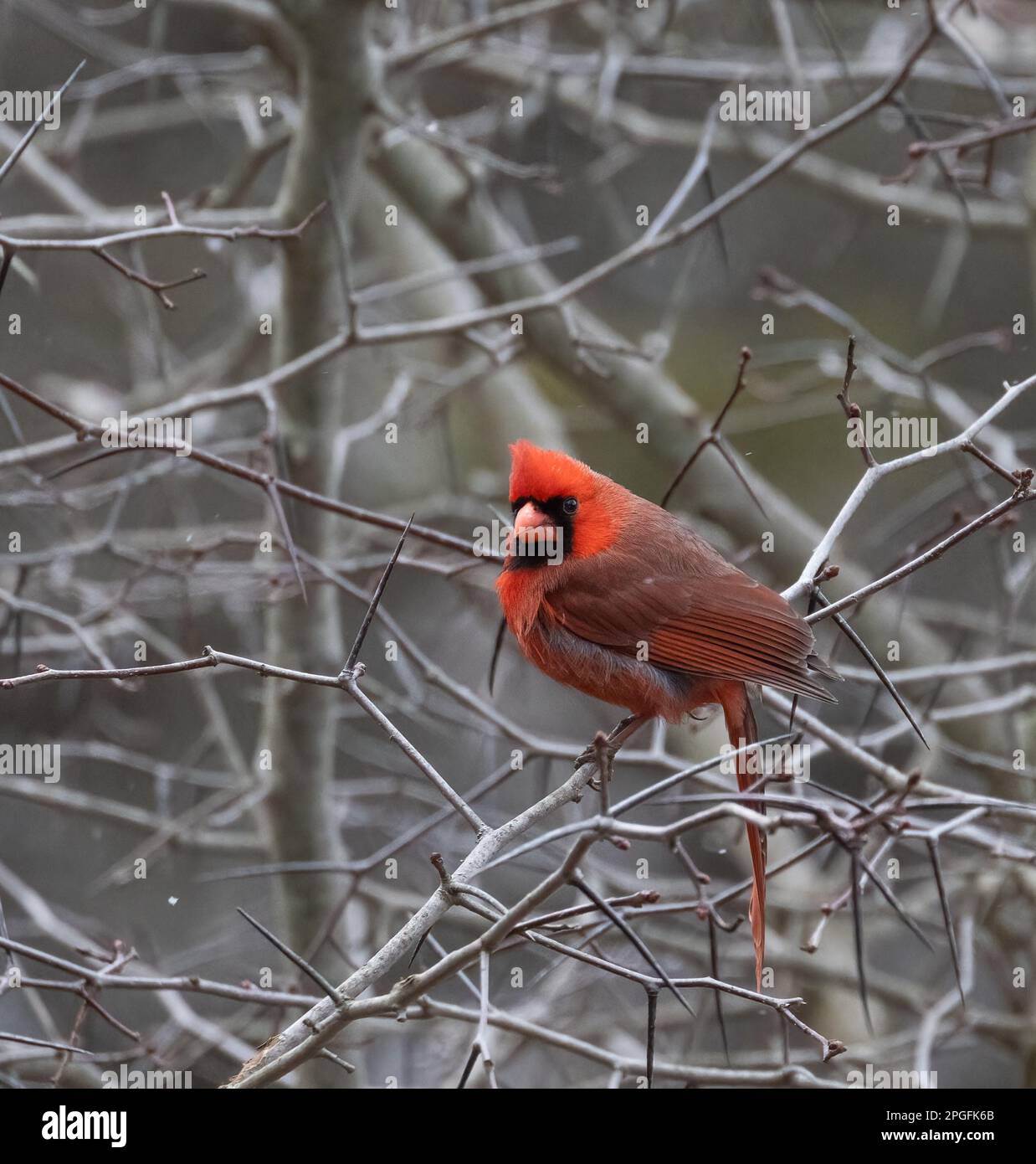A male red Northern Cardinal in a bare tree in spring Stock Photo - Alamy