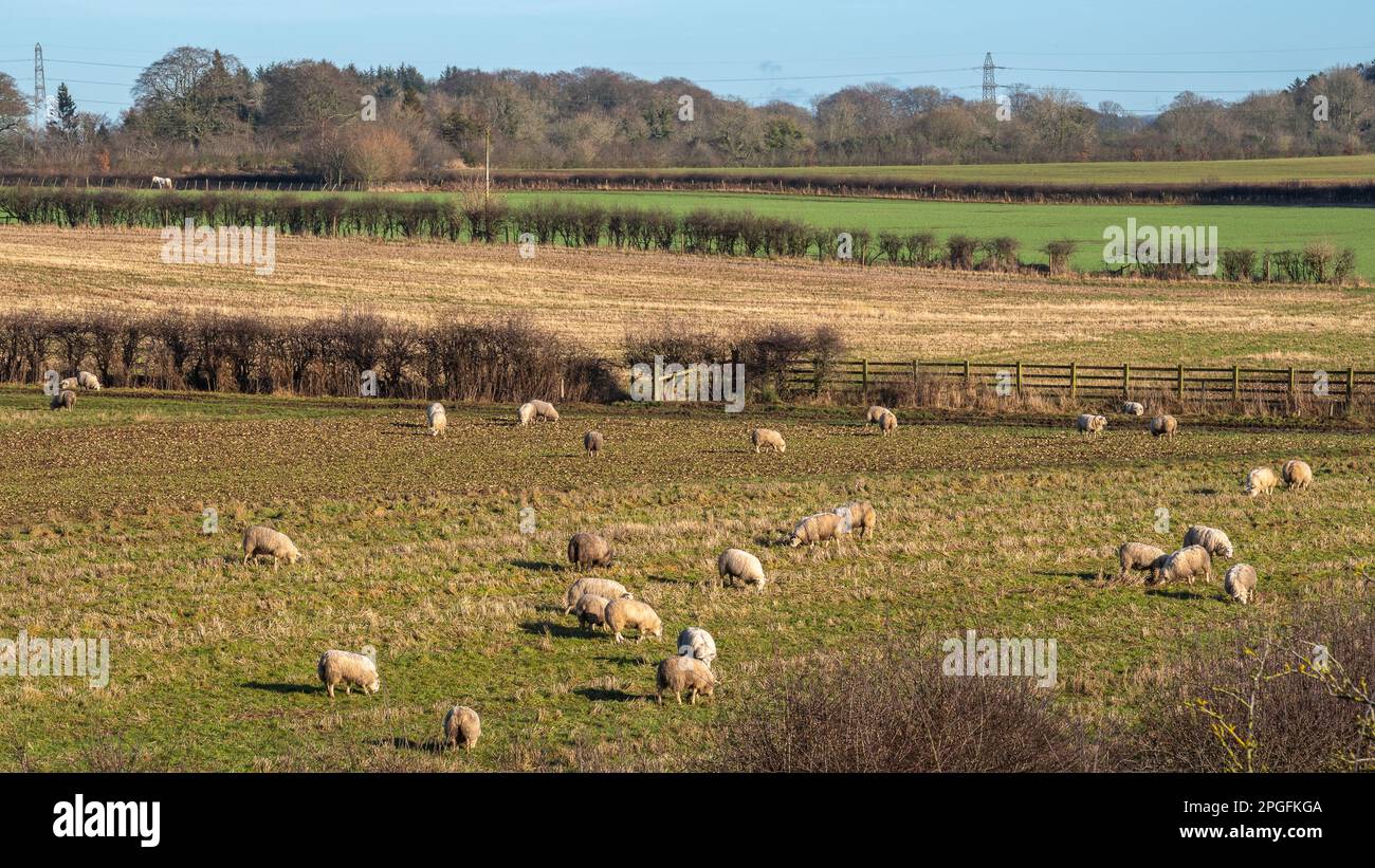Beautiful Scottish Farmlands with farming fields and roaming sheep at ...