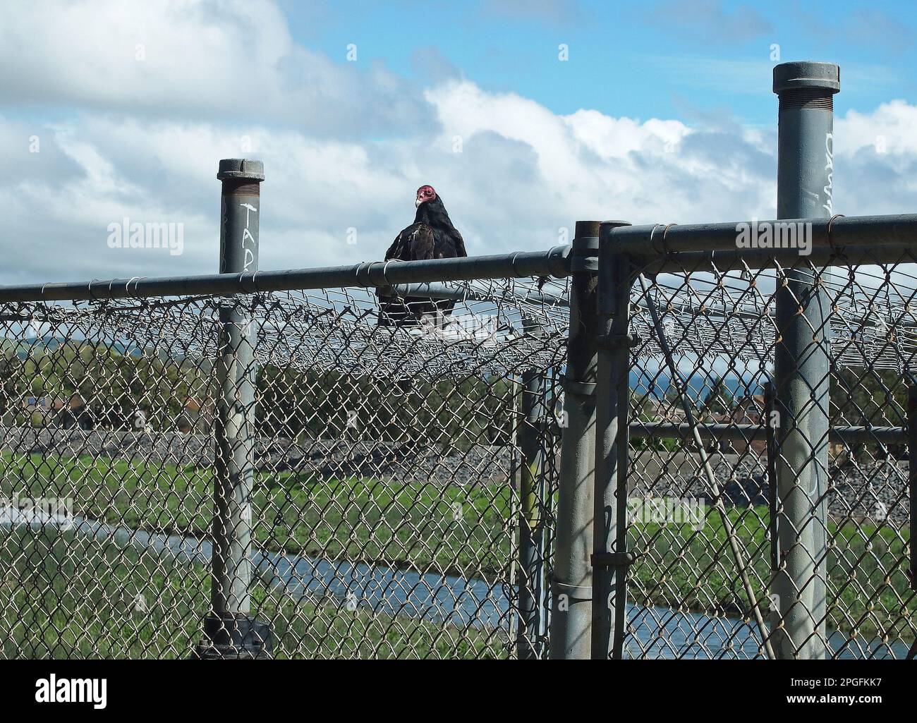 turkey vulture along Alameda Creek in Union City, California Stock ...