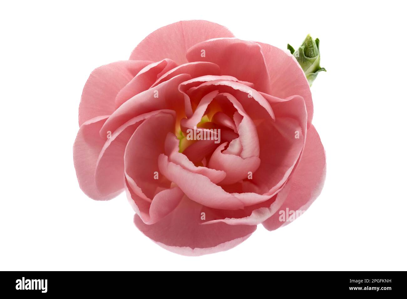 The flowering head of a Persian Buttercup also known as Persian ...