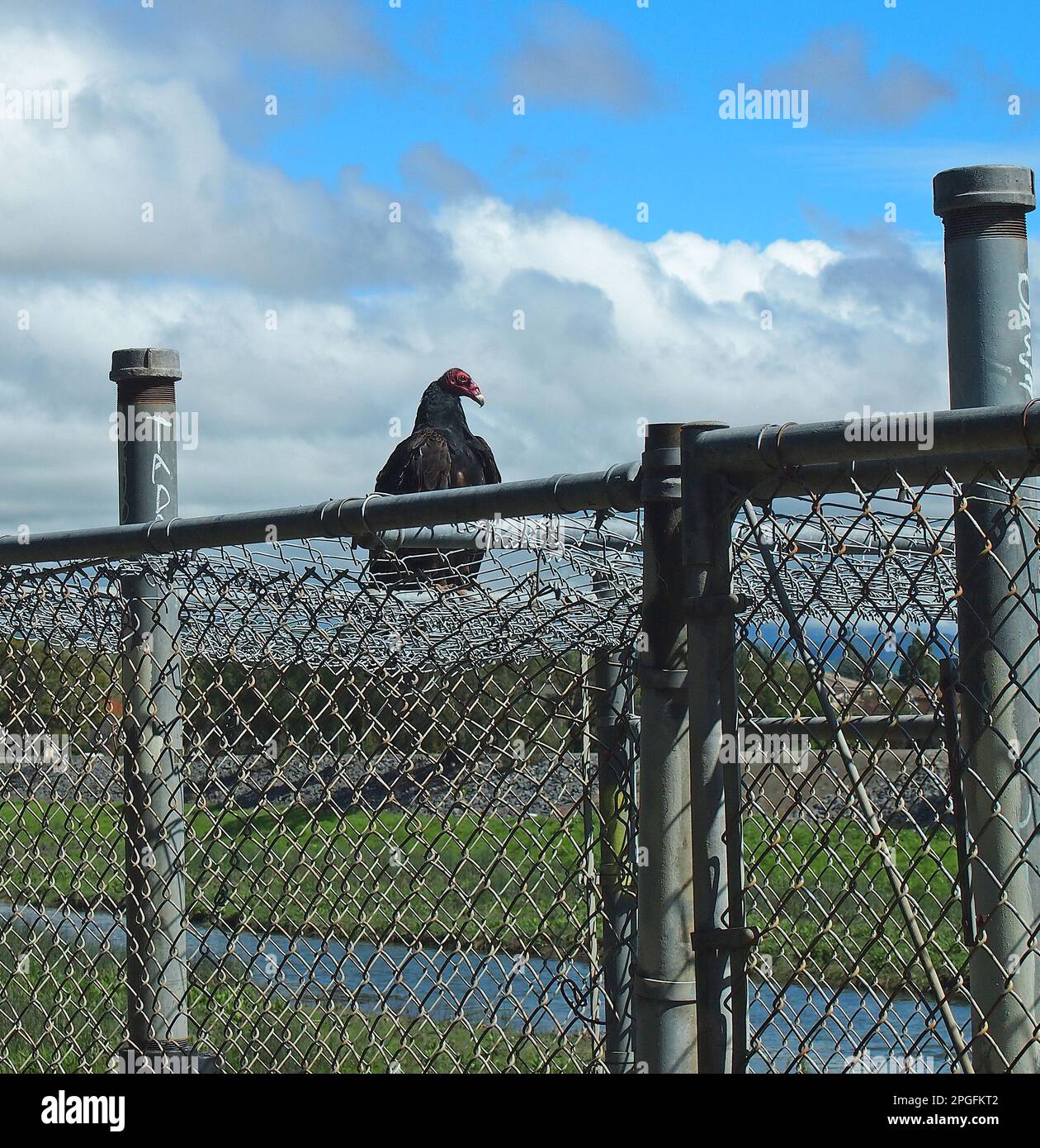 turkey vulture along Alameda Creek in Union City, California Stock ...