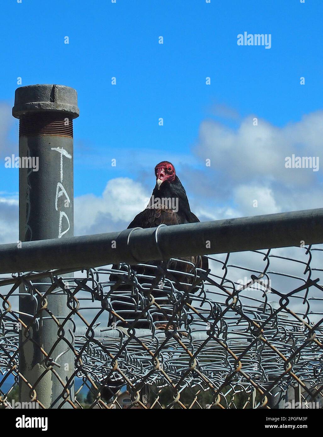turkey vulture along Alameda Creek in Union City, California Stock ...