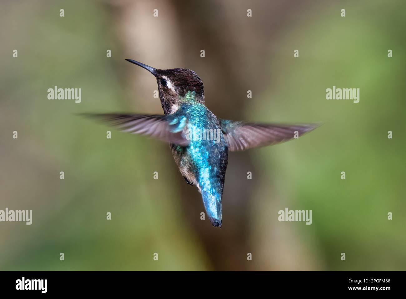 A beautiful small Bee hummingbird flying in the air on a blurred ...
