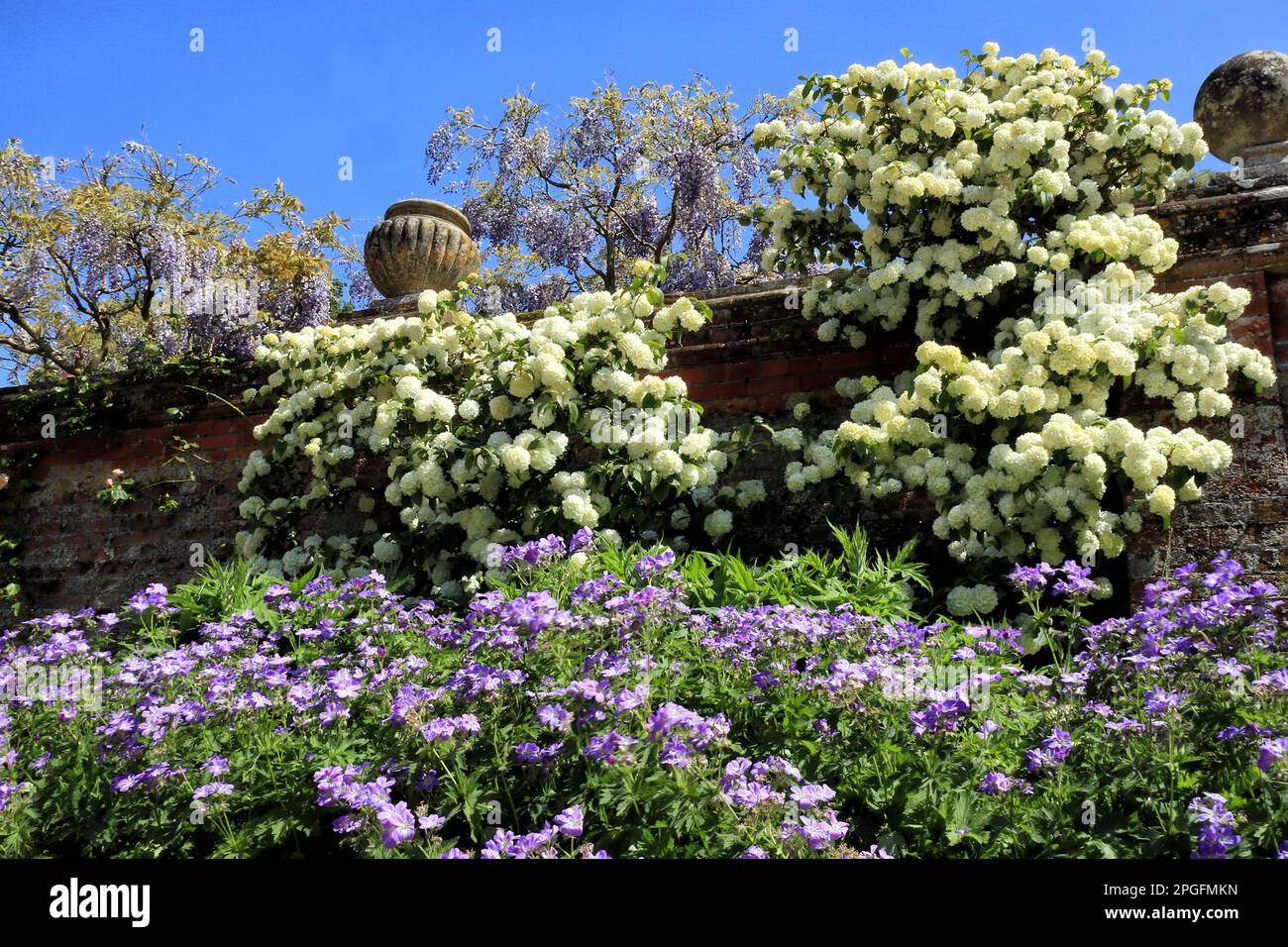 Flowering purple geranium, white shrub against red brick stone wall in ...