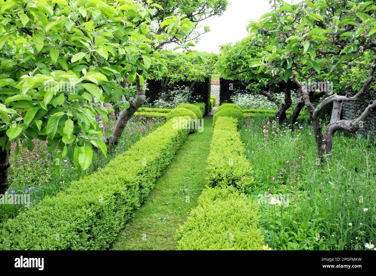 Grassy path along box hedge separating pear trees and colourful flowers ...