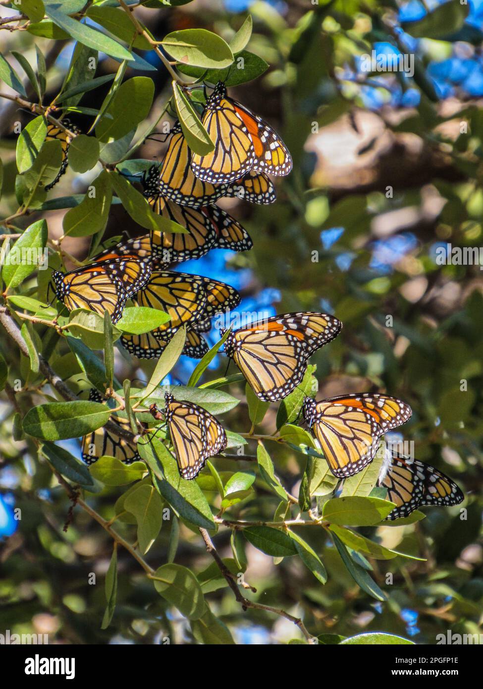 Monarch Migration through San Angelo, Texas in the fall of 2022 Stock ...