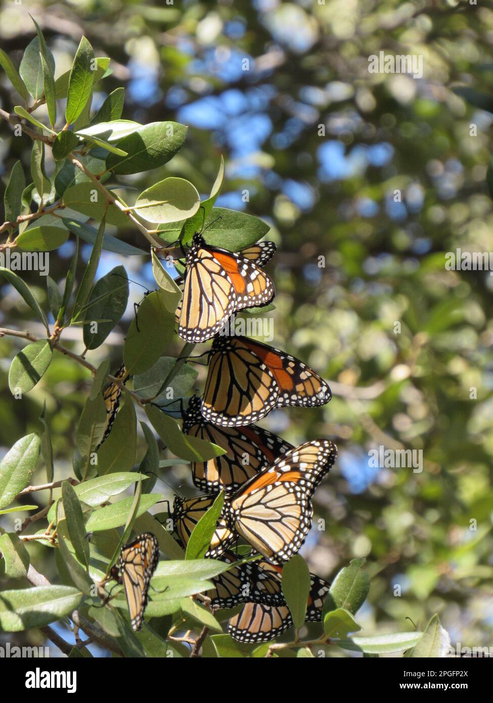 Monarch Migration through San Angelo, Texas in the fall of 2022 Stock ...