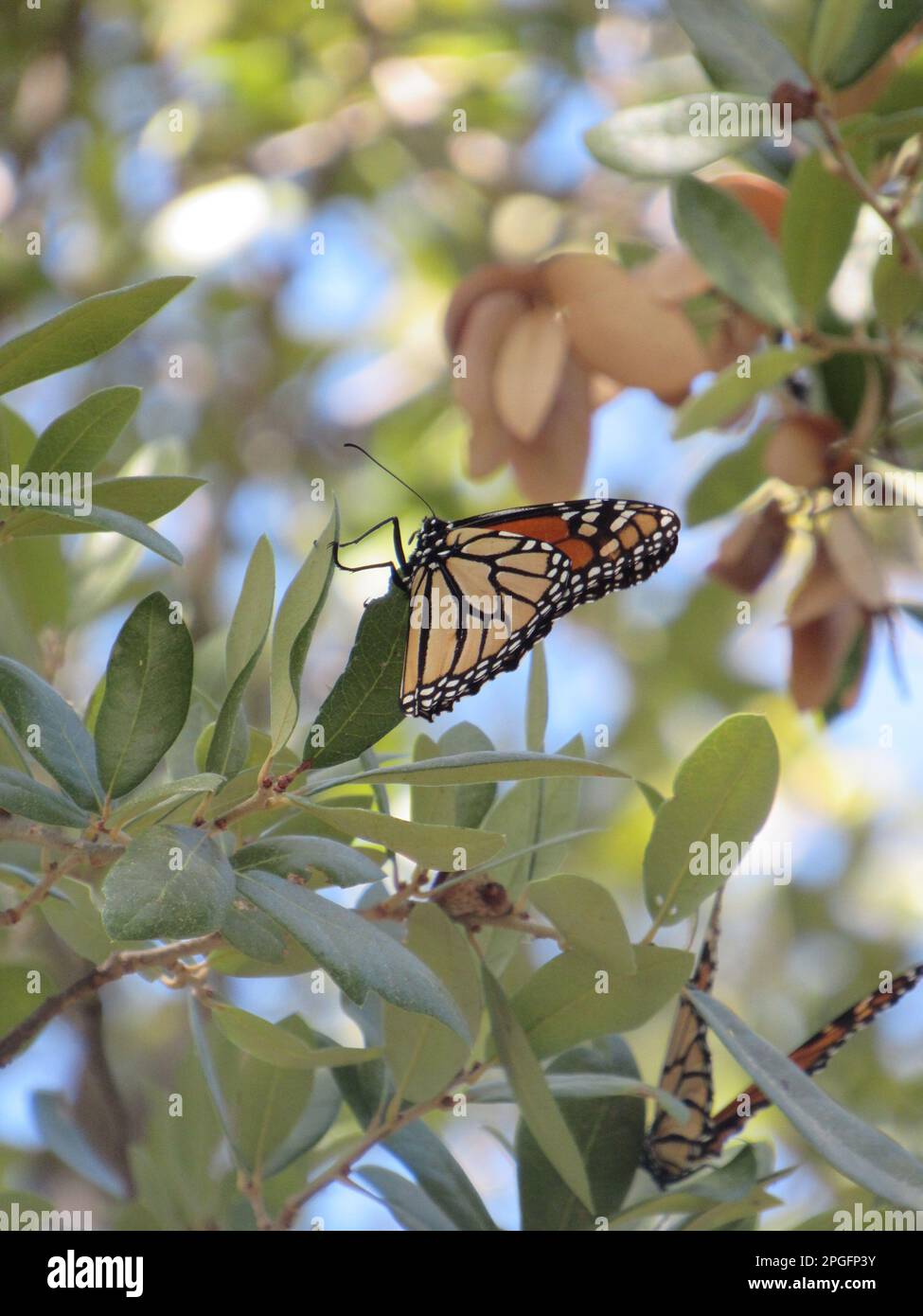 Monarch Migration through San Angelo, Texas in the fall of 2022 Stock ...