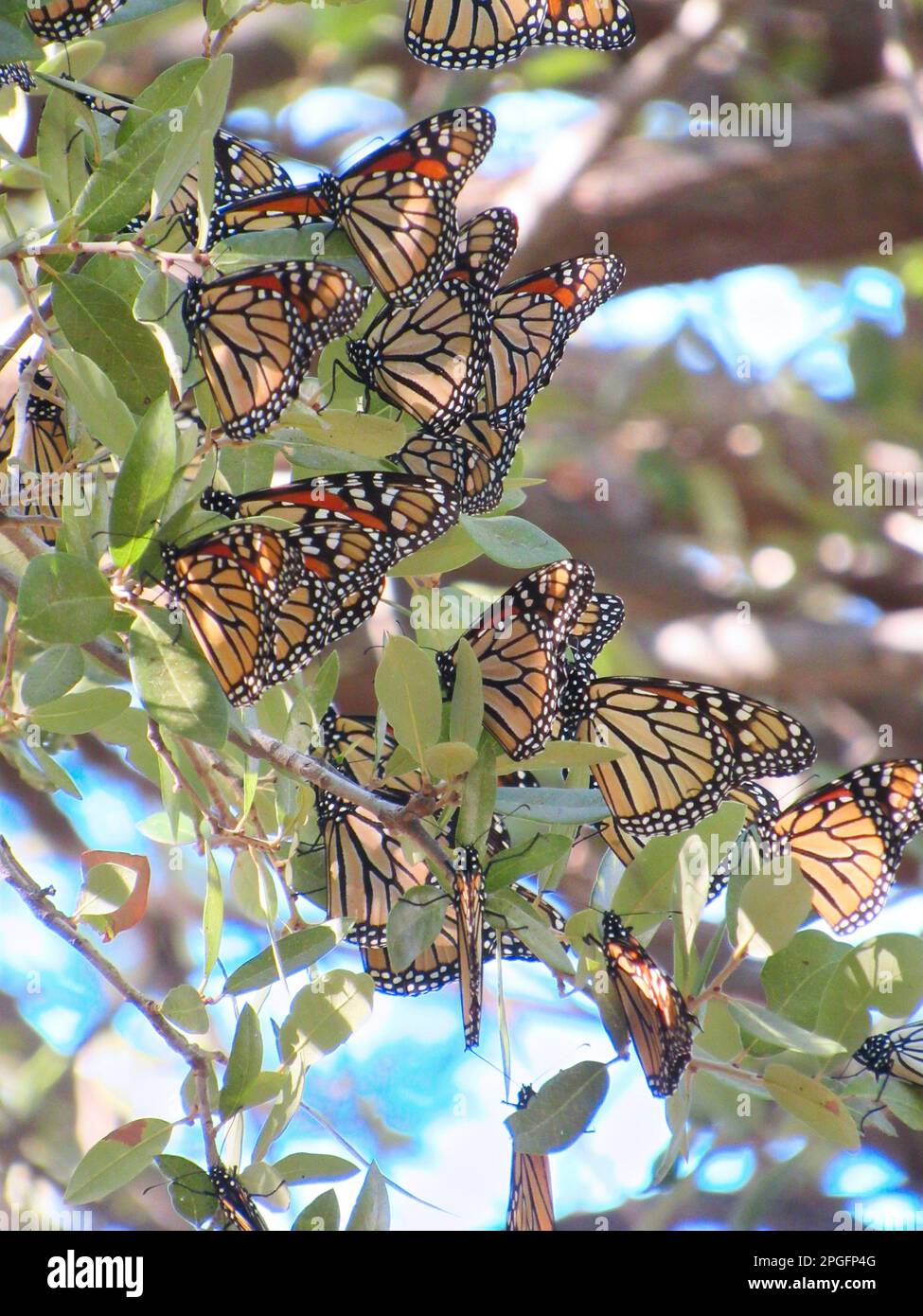 Monarch Migration through San Angelo, Texas in the fall of 2022 Stock ...