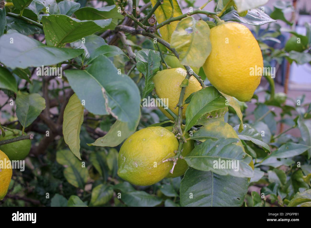 Indoor plant lemon tree hi-res stock photography and images - Alamy