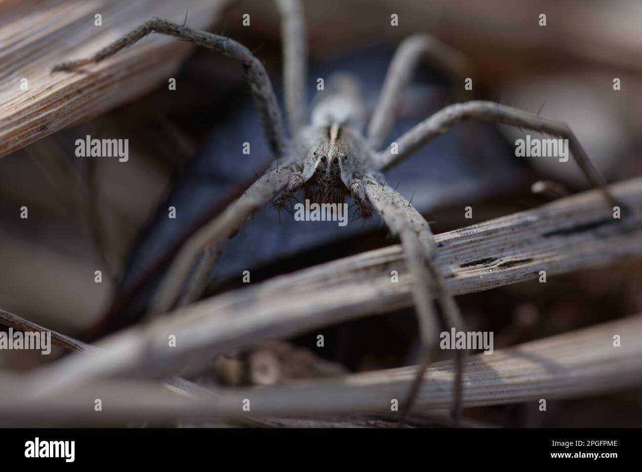 Nursery web spider (Pisaura mirabilis Stock Photo - Alamy