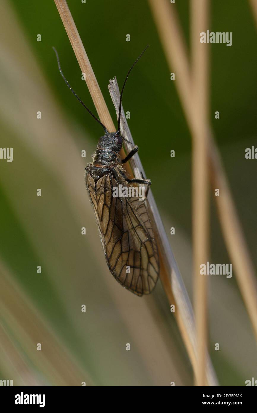 Alderfly (Sialis lutaria) on a plant stem Stock Photo - Alamy