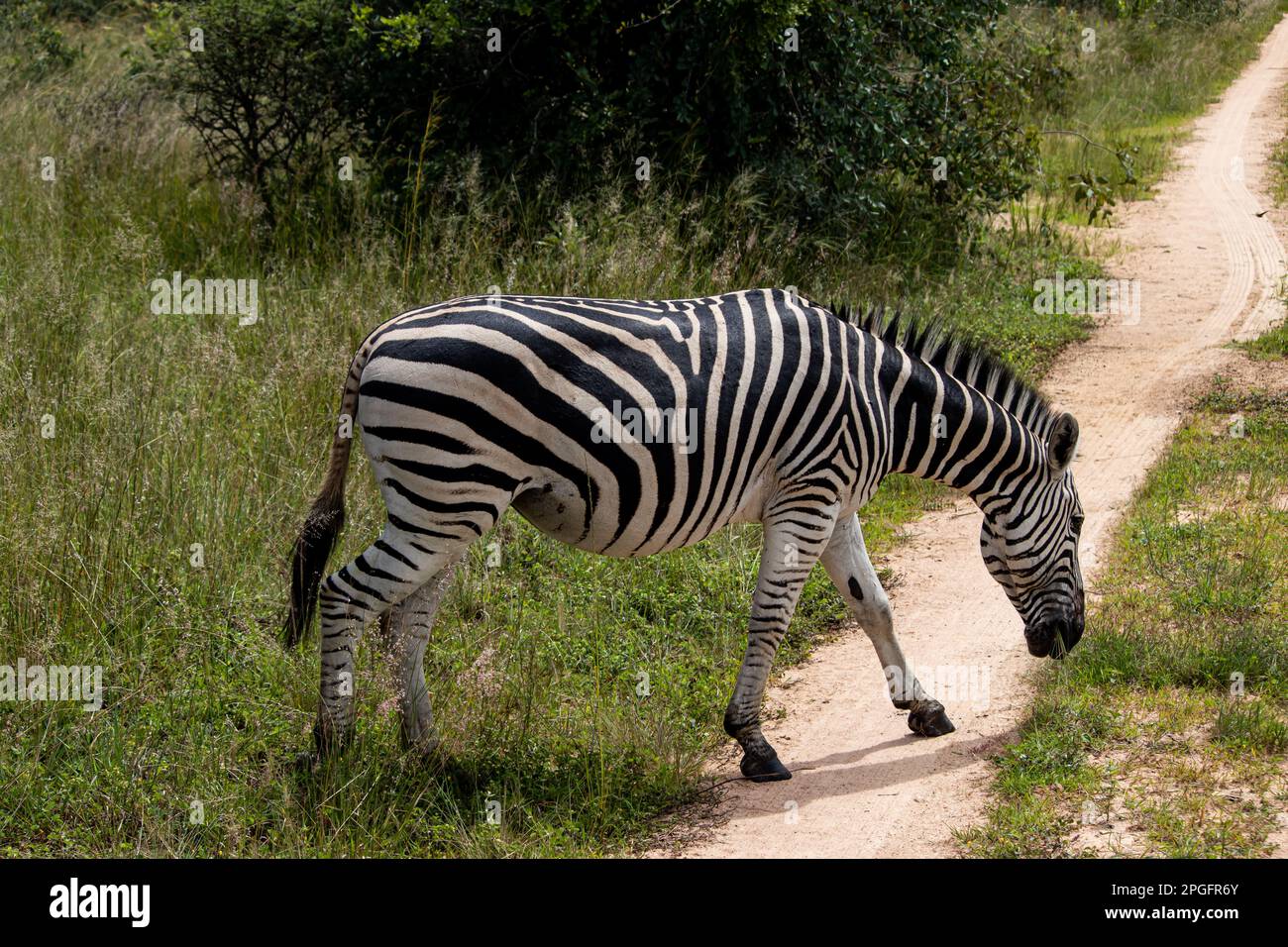 Zebra in her natural habitat in savannah, Imire Rhino and Wildlife ...