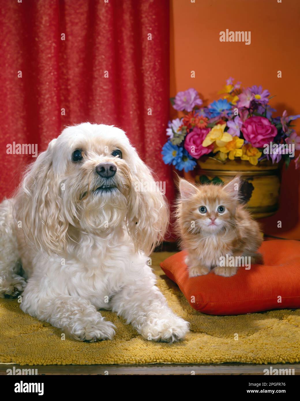 Cocker spaniel and red kitten Stock Photo - Alamy