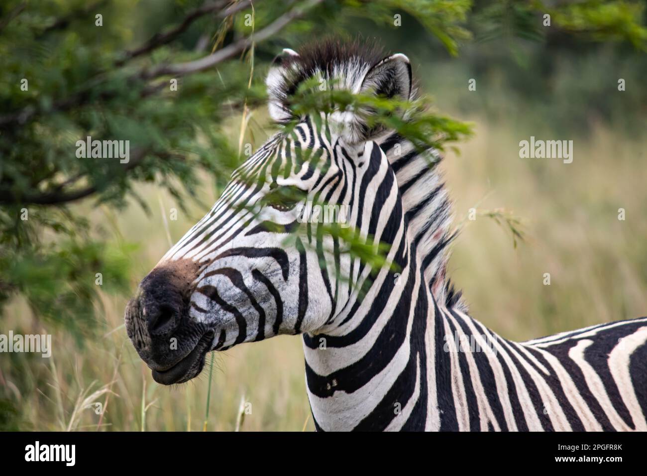 Zebra in her natural habitat in savannah, Imire Rhino and Wildlife ...