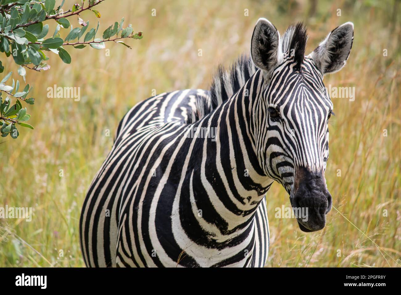 Zebra in her natural habitat in savannah, Imire Rhino and Wildlife ...