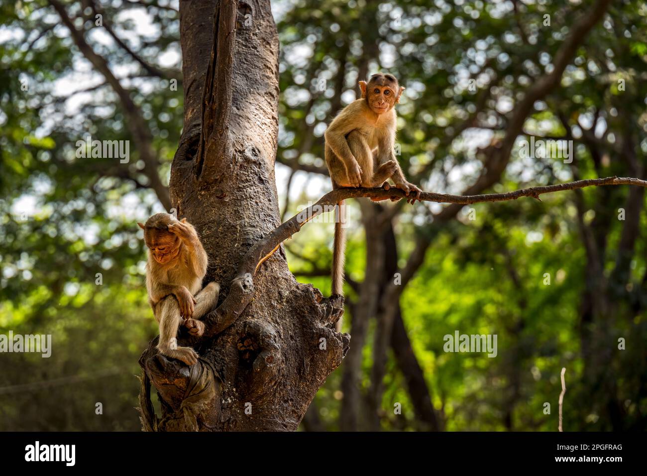 Kanheri Park Baby Monkeys, Mumbai, India Stock Photo - Alamy