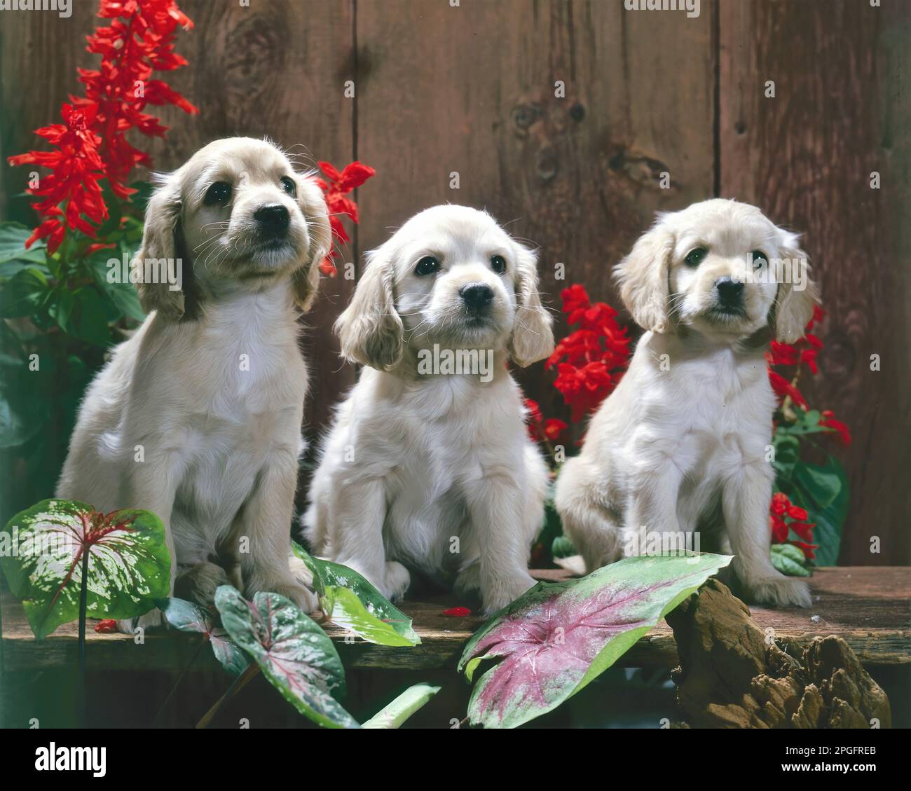 Three white dogs hi-res stock photography and images - Alamy