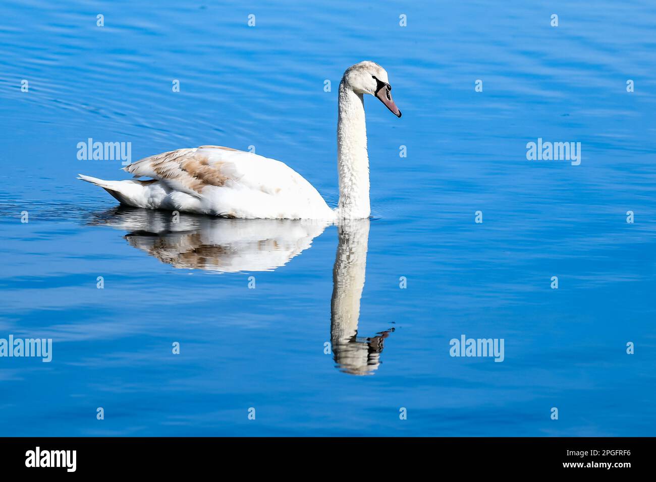 A stunning white swan is gracefully gliding across the still, peaceful ...
