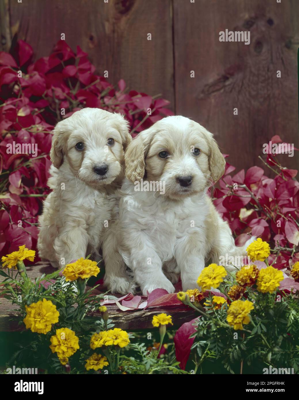 Dogs in flowers hi-res stock photography and images - Alamy