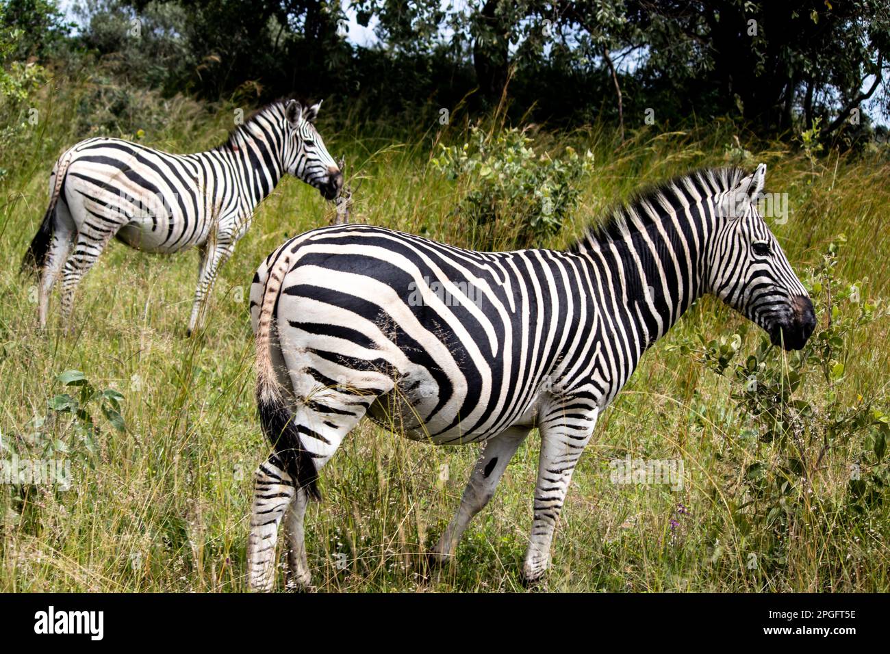 Zebra in her natural habitat in Imire Rhino and Wildlife Conservancy ...