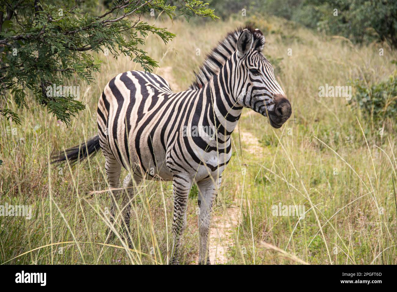 Zebra in her natural habitat in Imire Rhino and Wildlife Conservancy ...