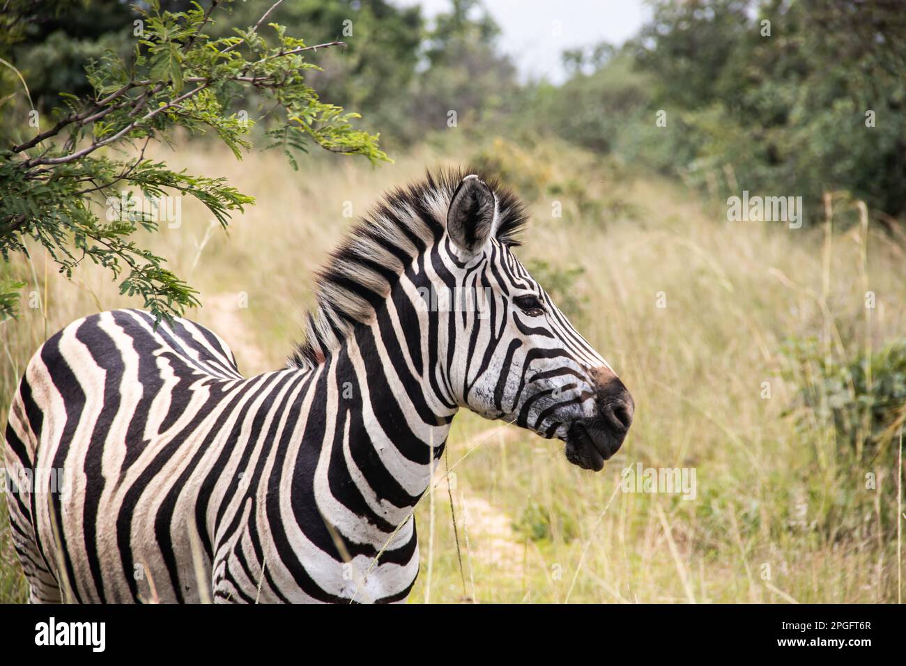 Zebra in her natural habitat in Imire Rhino and Wildlife Conservancy ...