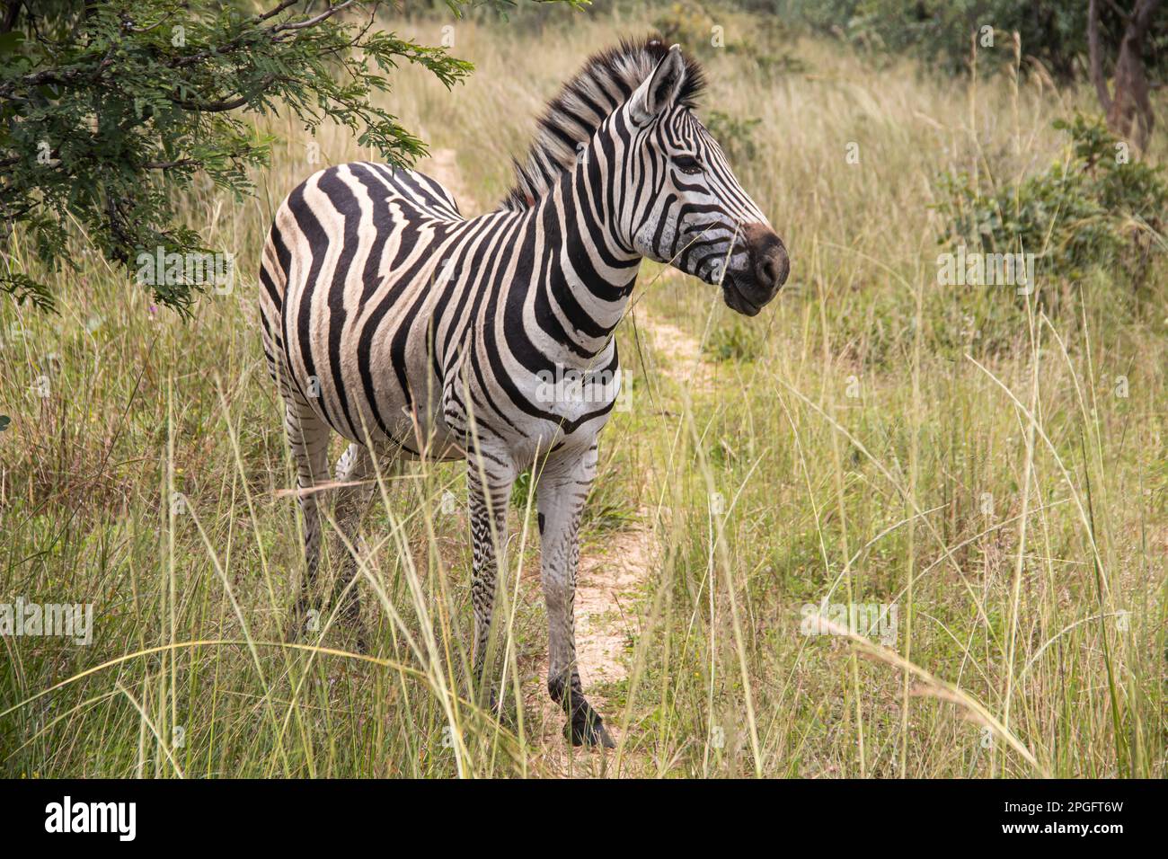 Zebra in her natural habitat in Imire Rhino and Wildlife Conservancy ...