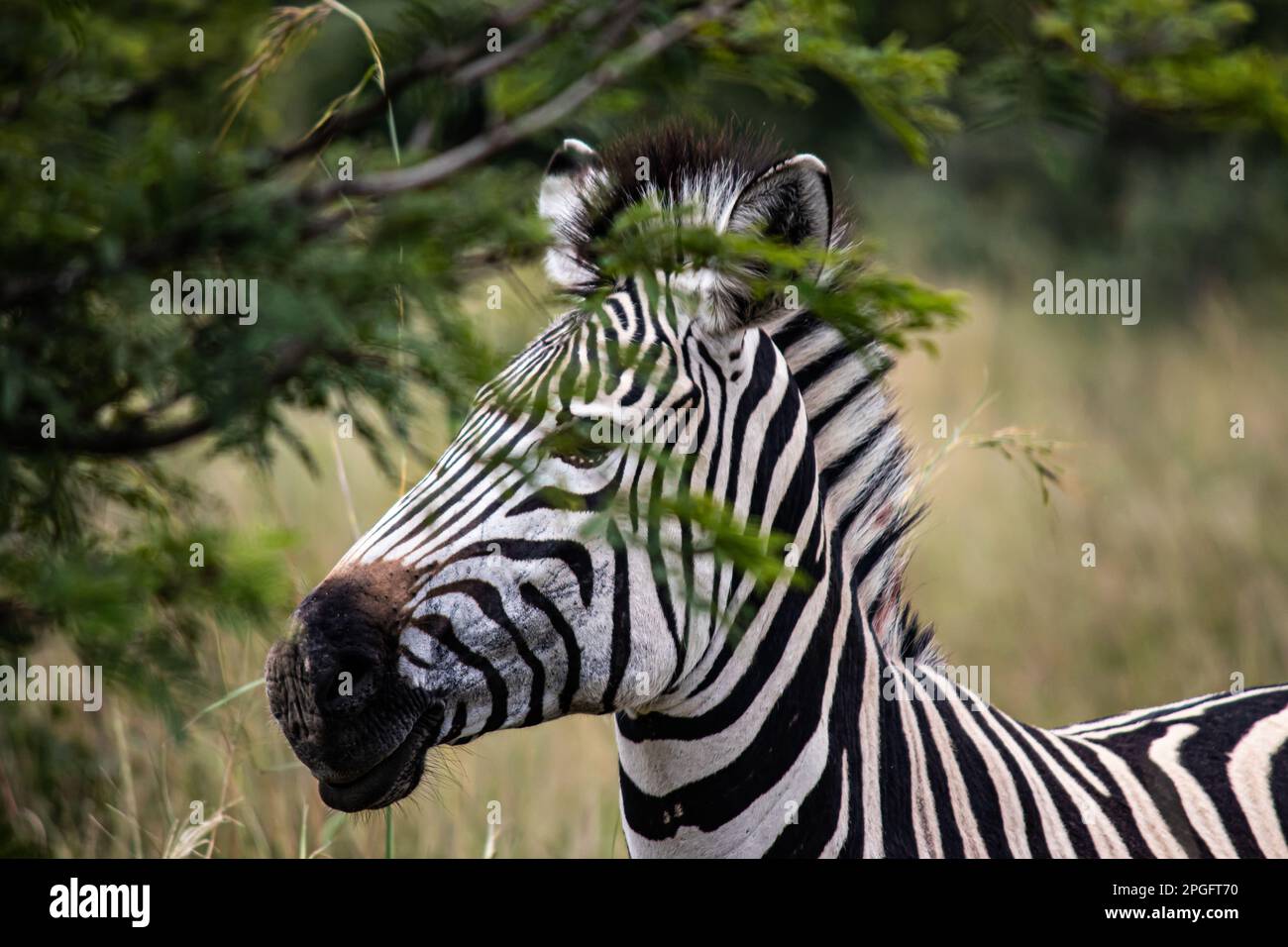 Zebra in her natural habitat in Imire Rhino and Wildlife Conservancy ...