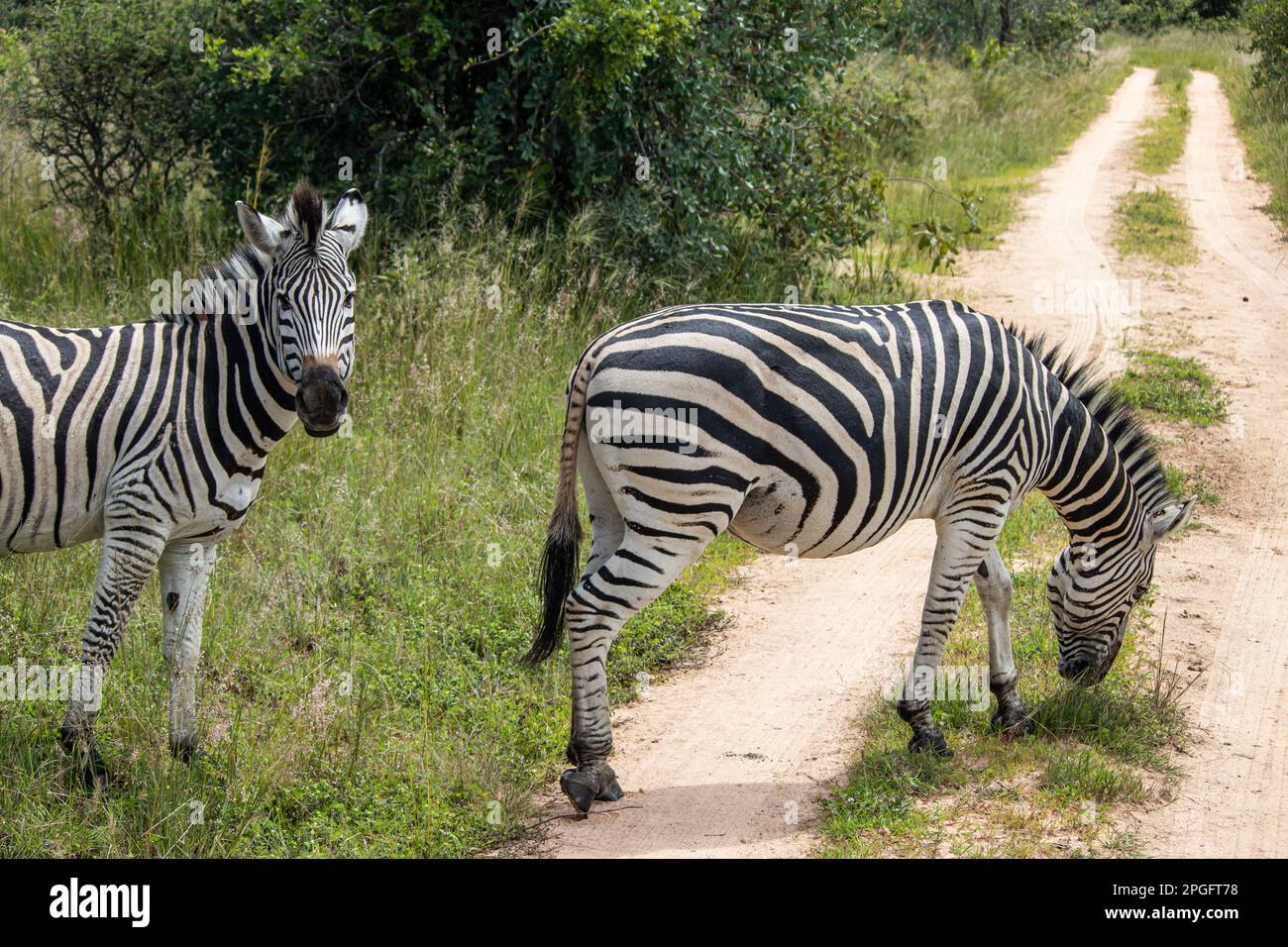 Zebra in her natural habitat in Imire Rhino and Wildlife Conservancy ...