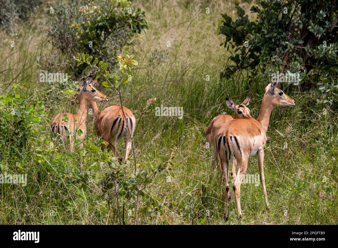 The impala or rooibok (Aepyceros melampus), medium-sized antelope ...