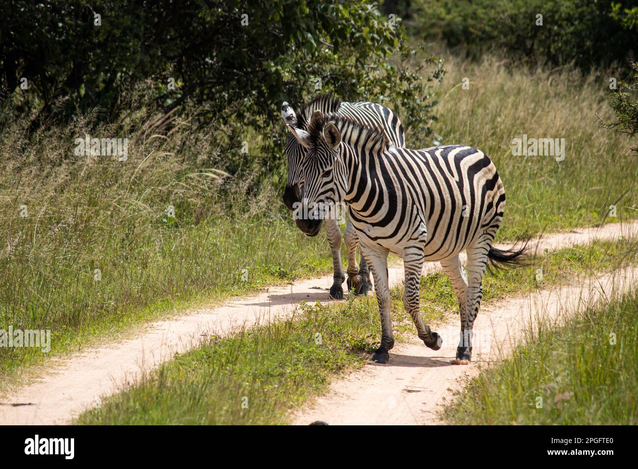 Zebra in her natural habitat in Imire Rhino and Wildlife Conservancy ...