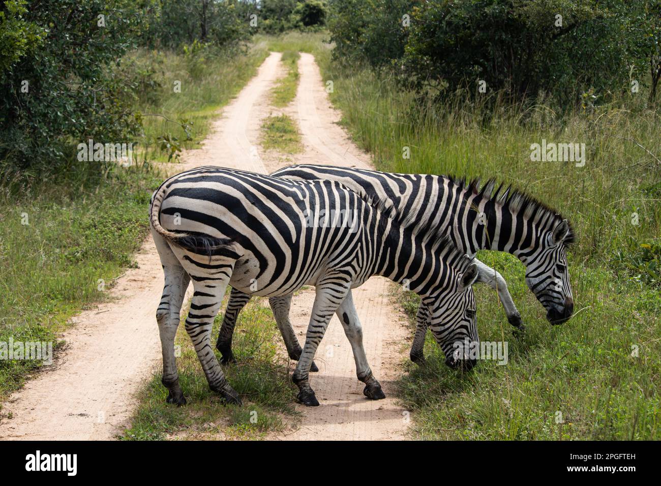 Zebra in her natural habitat in Imire Rhino and Wildlife Conservancy ...