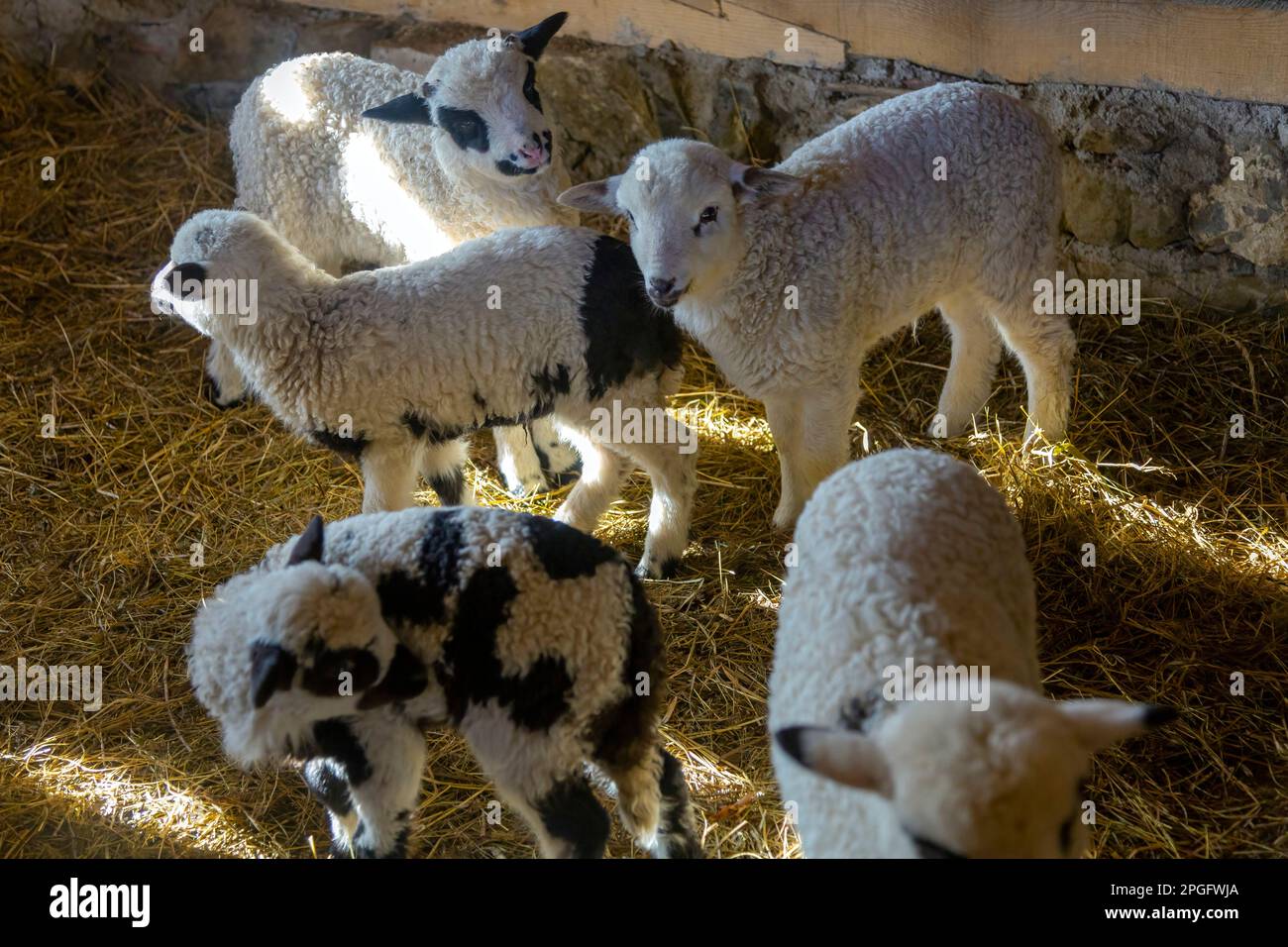 Flock of sheep and lambs in the stable in gate. Working with domestic ...
