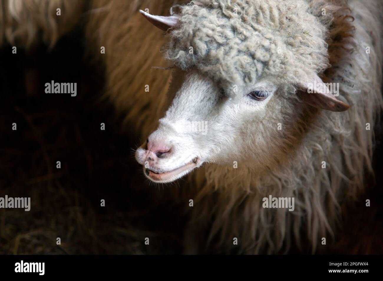 A macro of a sheep's pink nose on the farm. Close up of nose and mouth ...