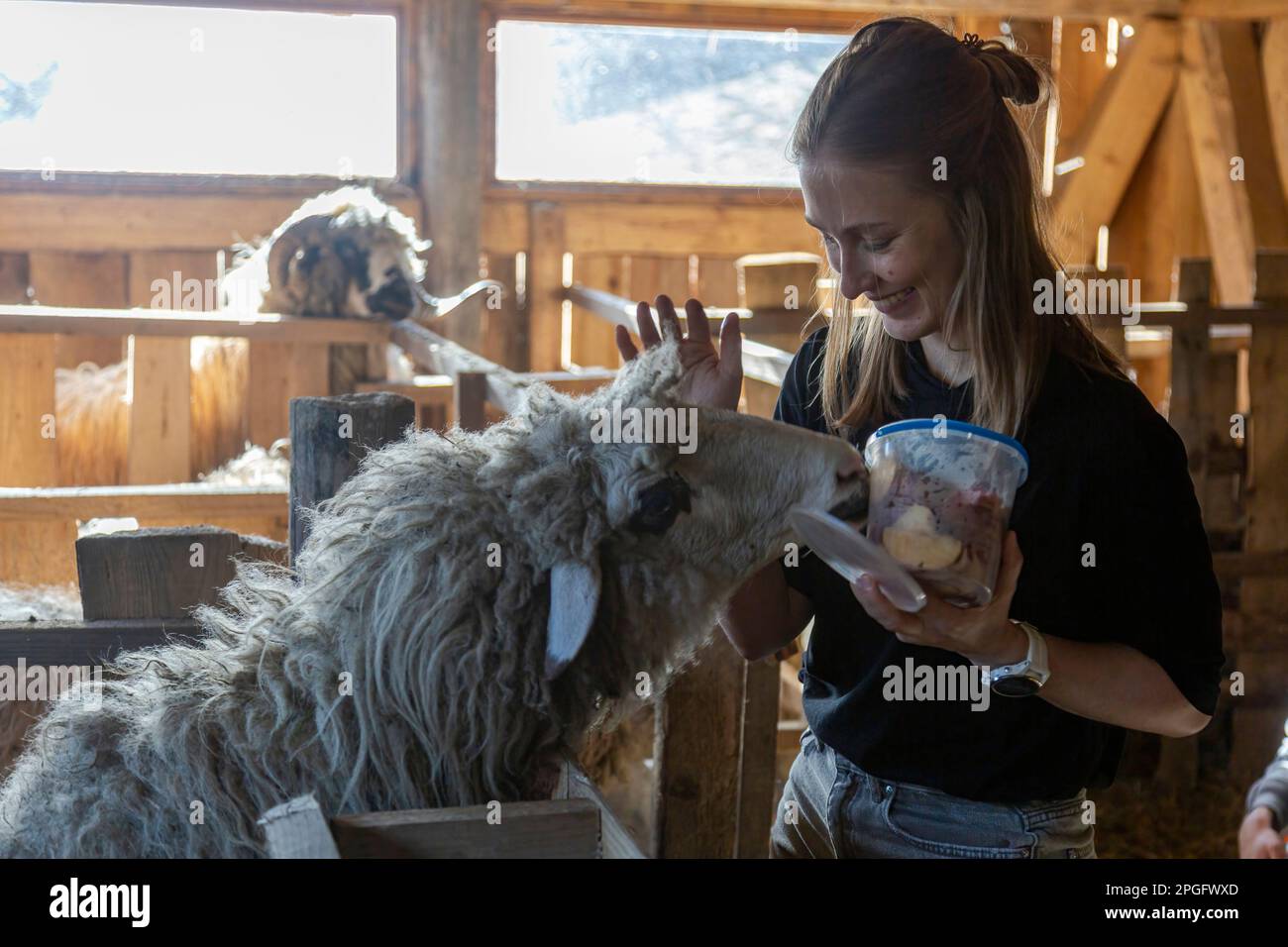 Sheep feeding shed hi-res stock photography and images - Alamy
