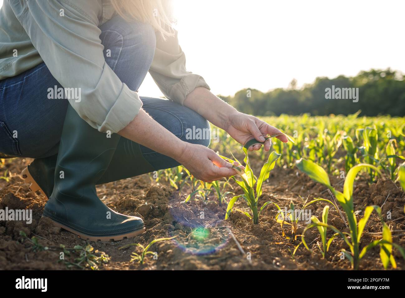 Woman farmer examining corn plant seedling in field. Spring gardening ...