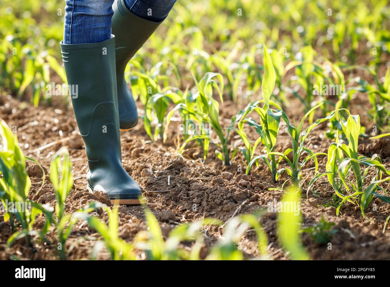 Farmer with rubber boots is walking in corn field. Agricultural ...