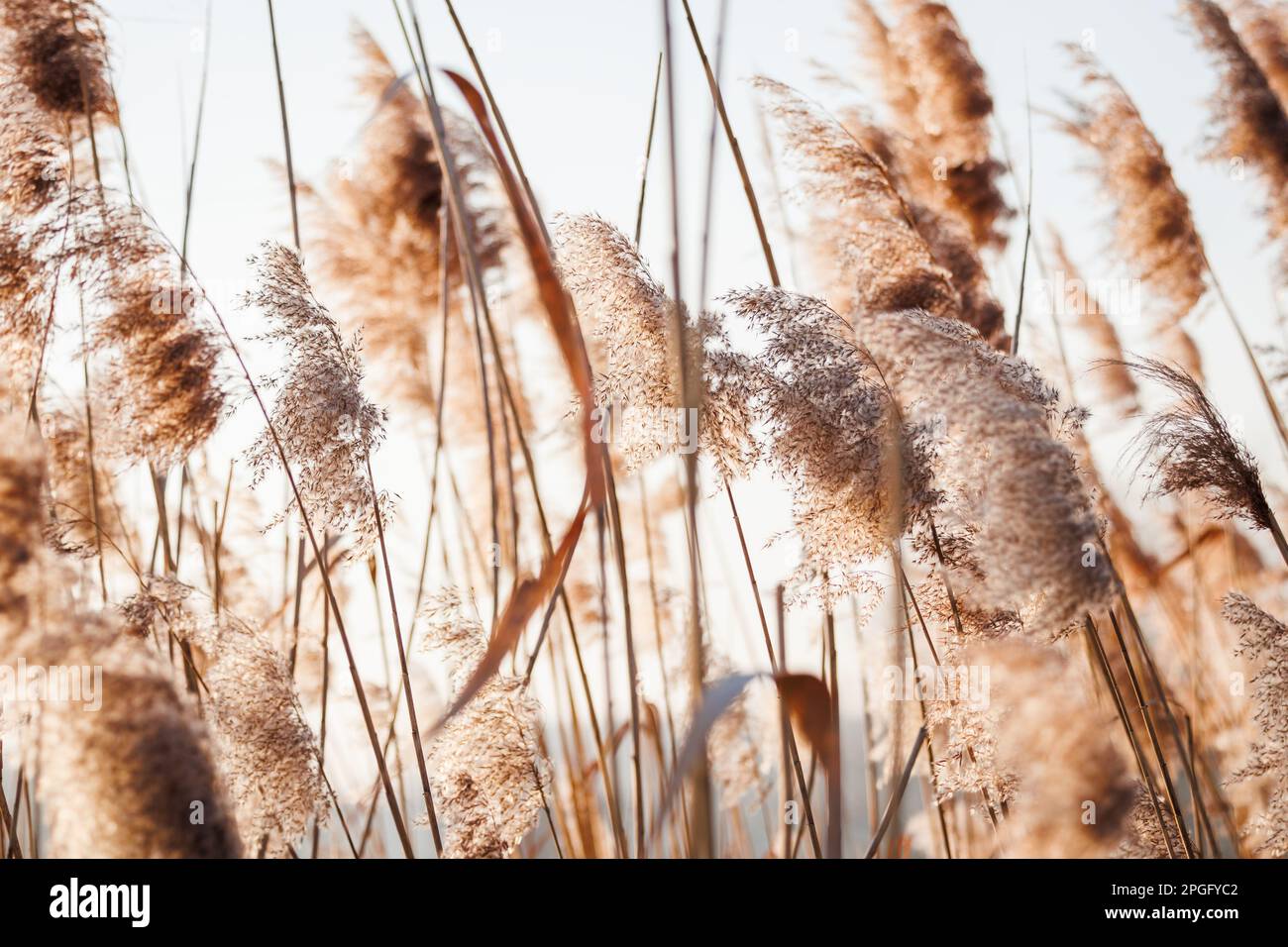 Reed grass in wind at lake. Natural background with soft focus and ...