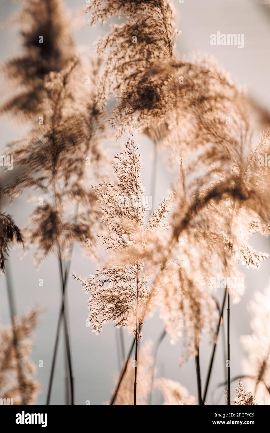 Reed grass in wind at river. Natural background with soft focus and ...