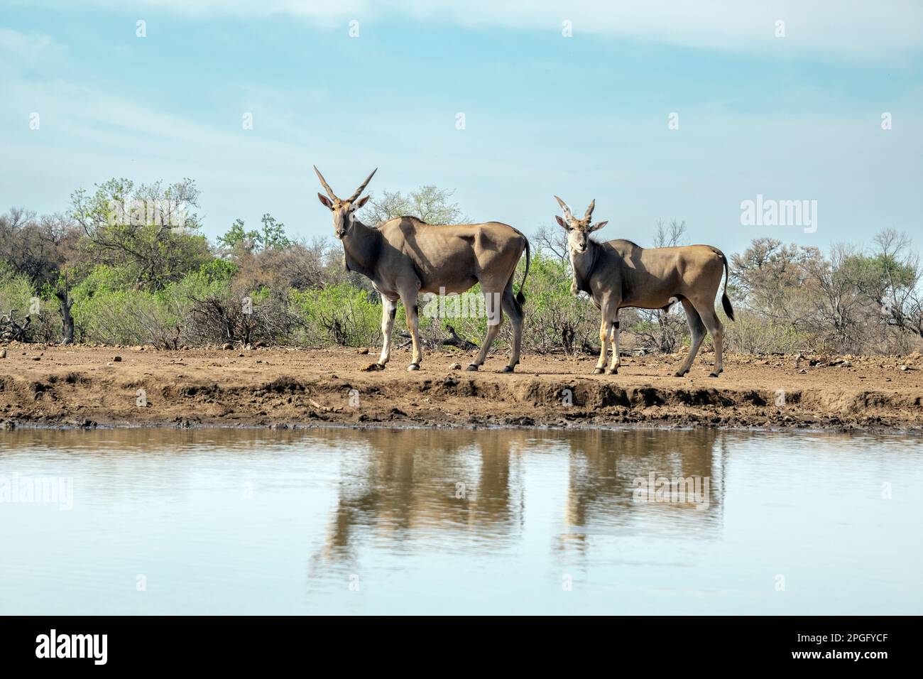 Eland Bull Reflection at a watering hole in Botswana Stock Photo - Alamy