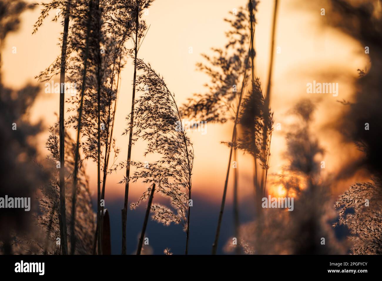 Grass detail sunset bokeh hi-res stock photography and images - Alamy