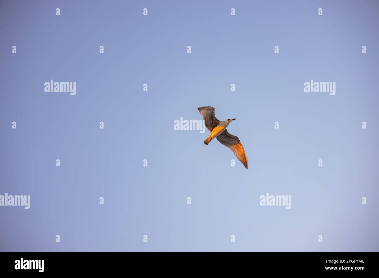 Seagull flying overhead hi-res stock photography and images - Alamy