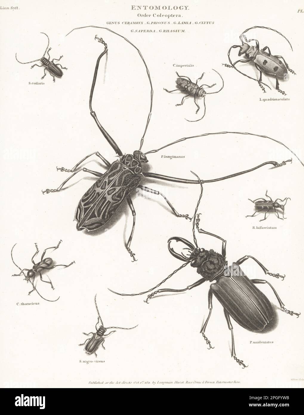 Cerambyx imperialis, Retrachydes thoracicus (Cerambyx thoracicus ...