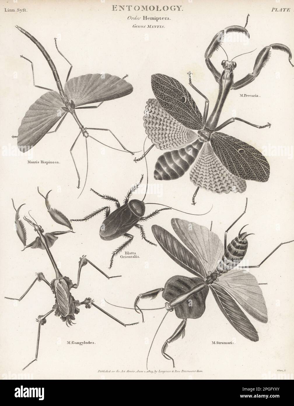 Dragon stick insect, Diapherodes jamaicensis (Mantis bispinosa ...