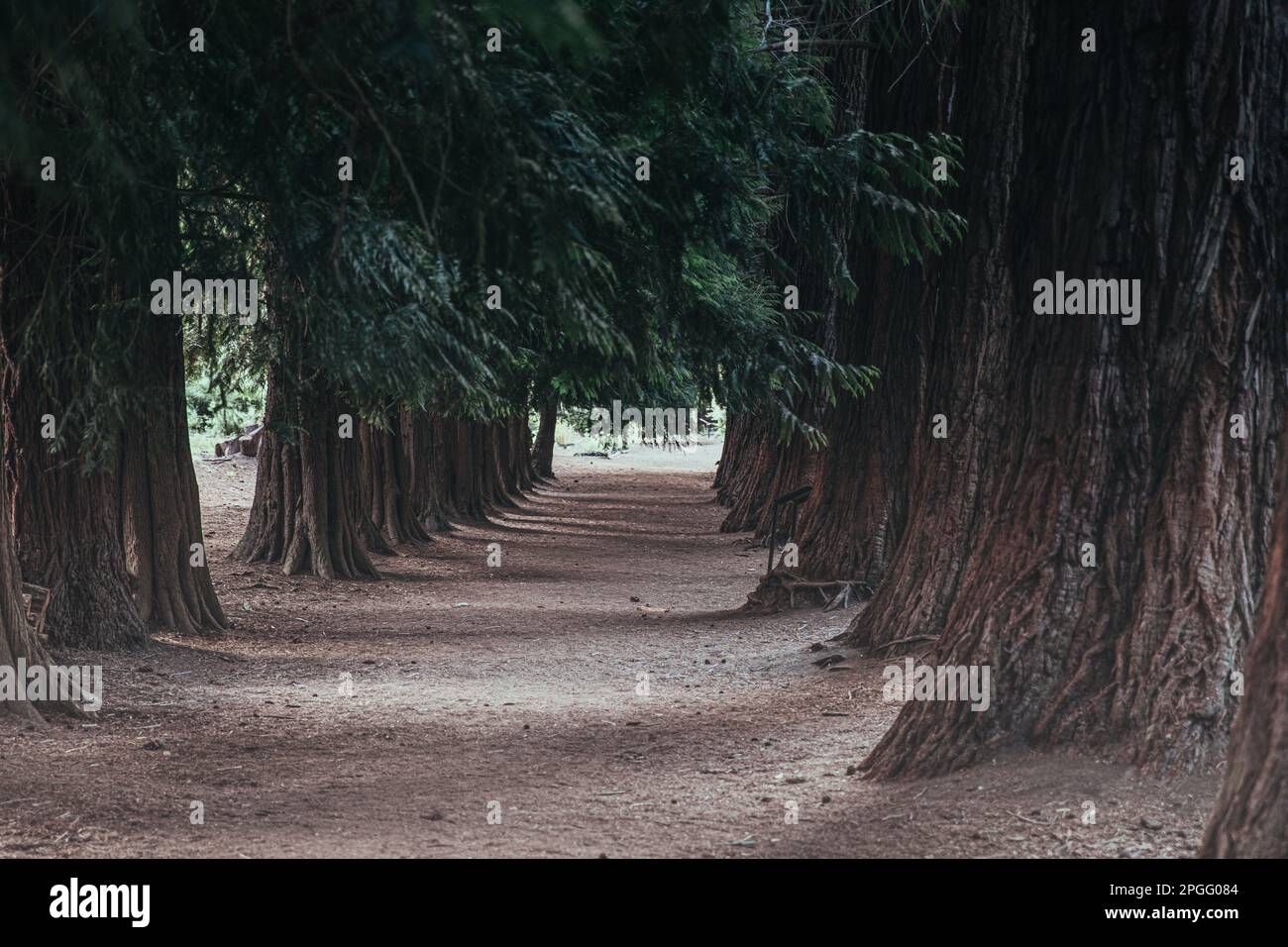 A tranquil pathway lined with towering trees, situated along a quiet ...