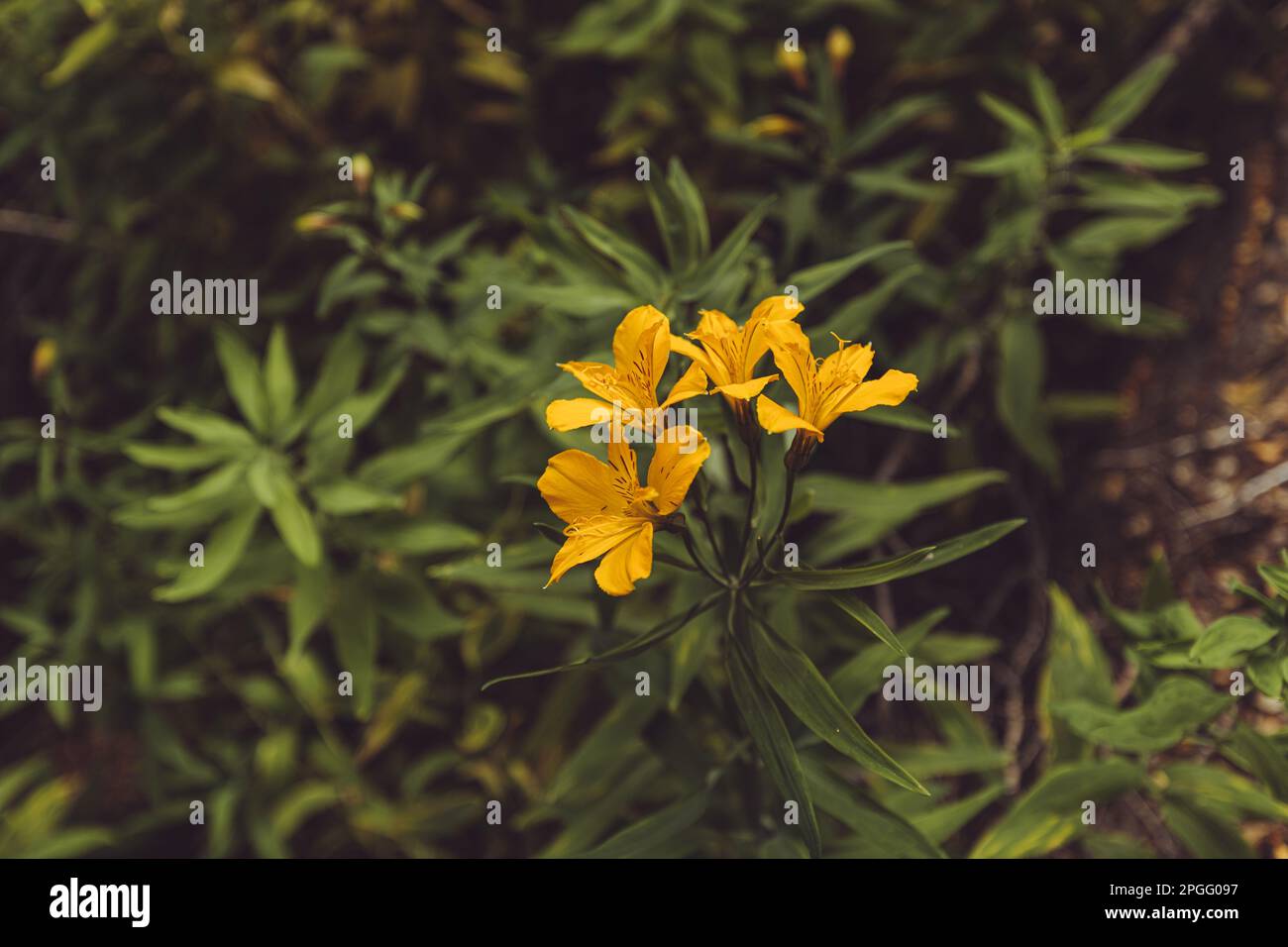 Vibrant orange Peruvian lilies among lush green foliage in a garden ...