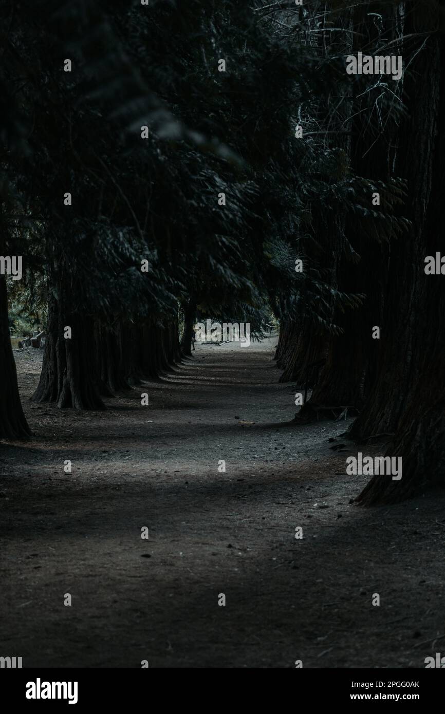 A scenic forest path with lush green trees surrounding it, creating a ...